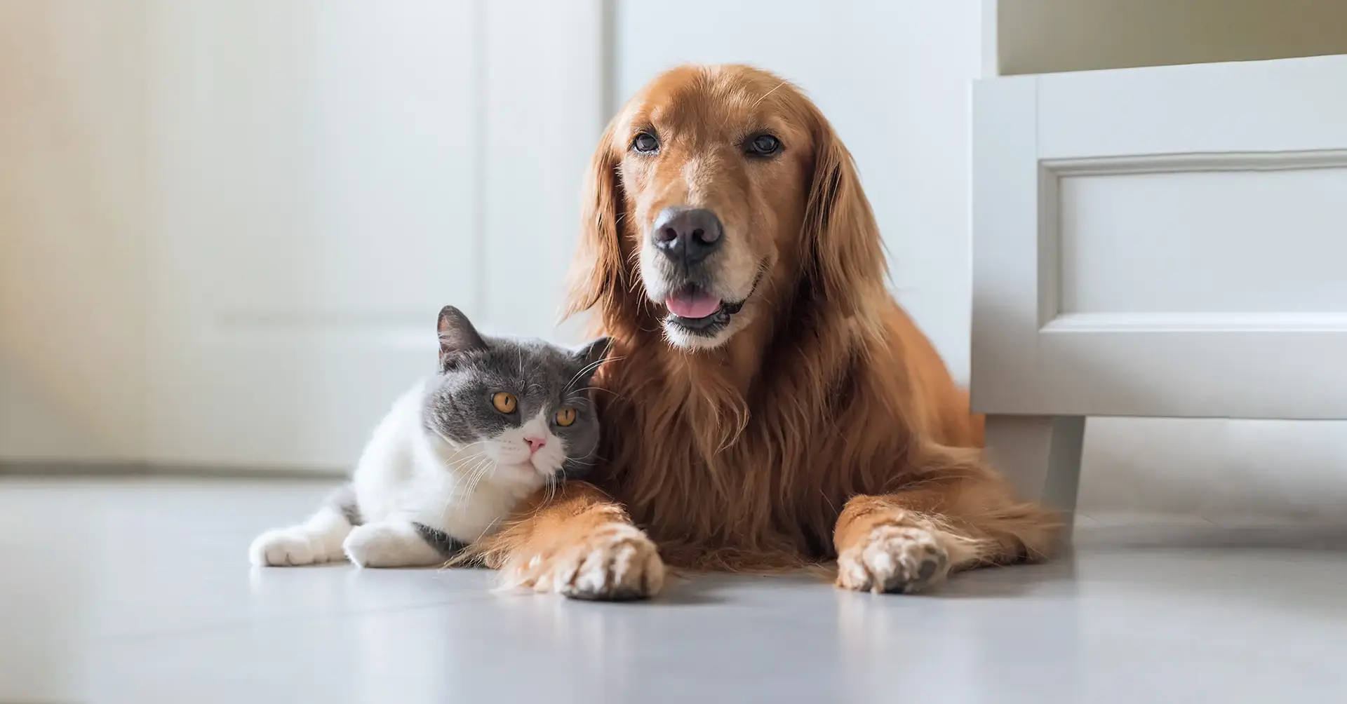 Payment Options | Lanoka Oaks Veterinary Center
